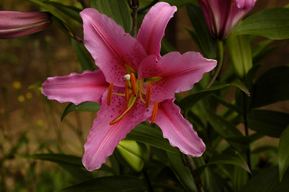 The Nature of Robertson: Pink Lilium brightens the week