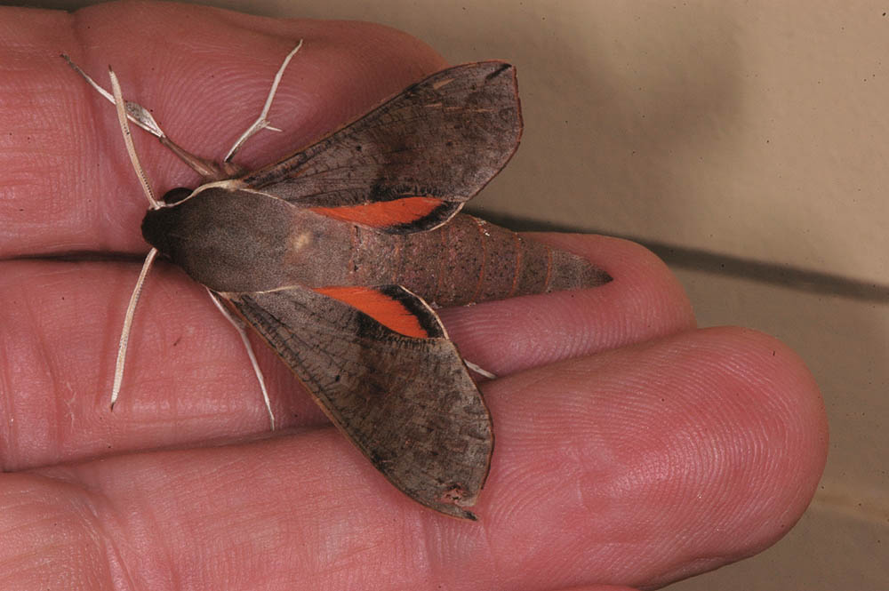 The Nature of Robertson: An Art Deco Moth?