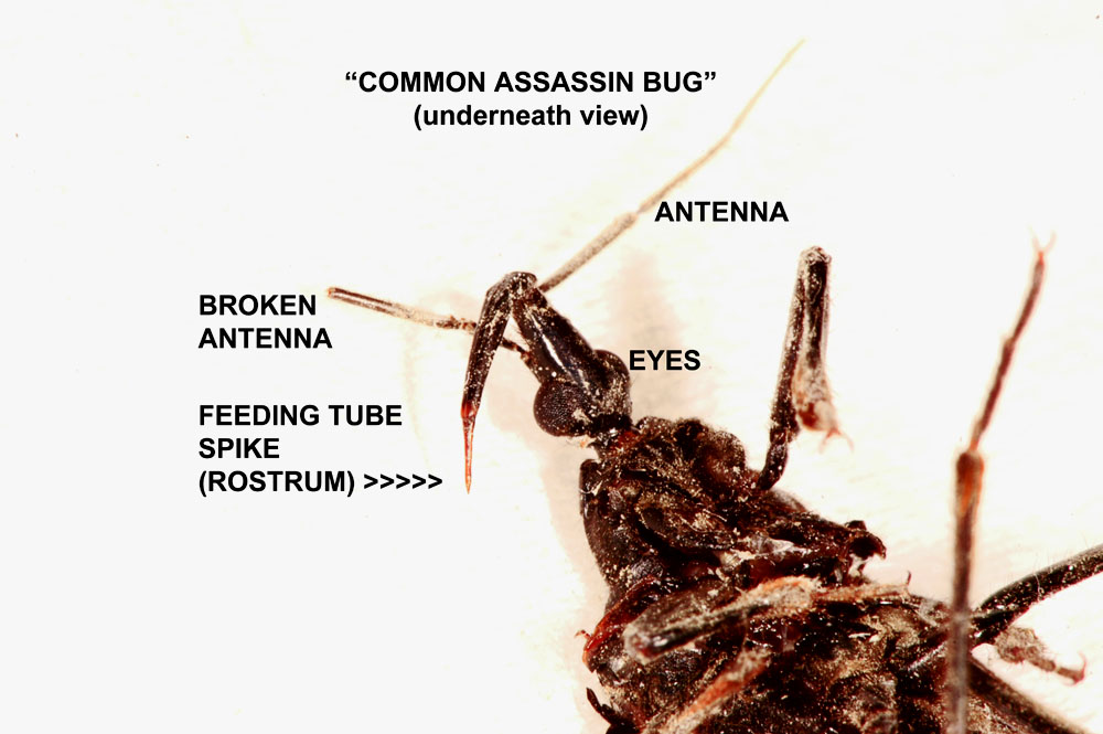 The Nature of Robertson: February - the Month of Insects.