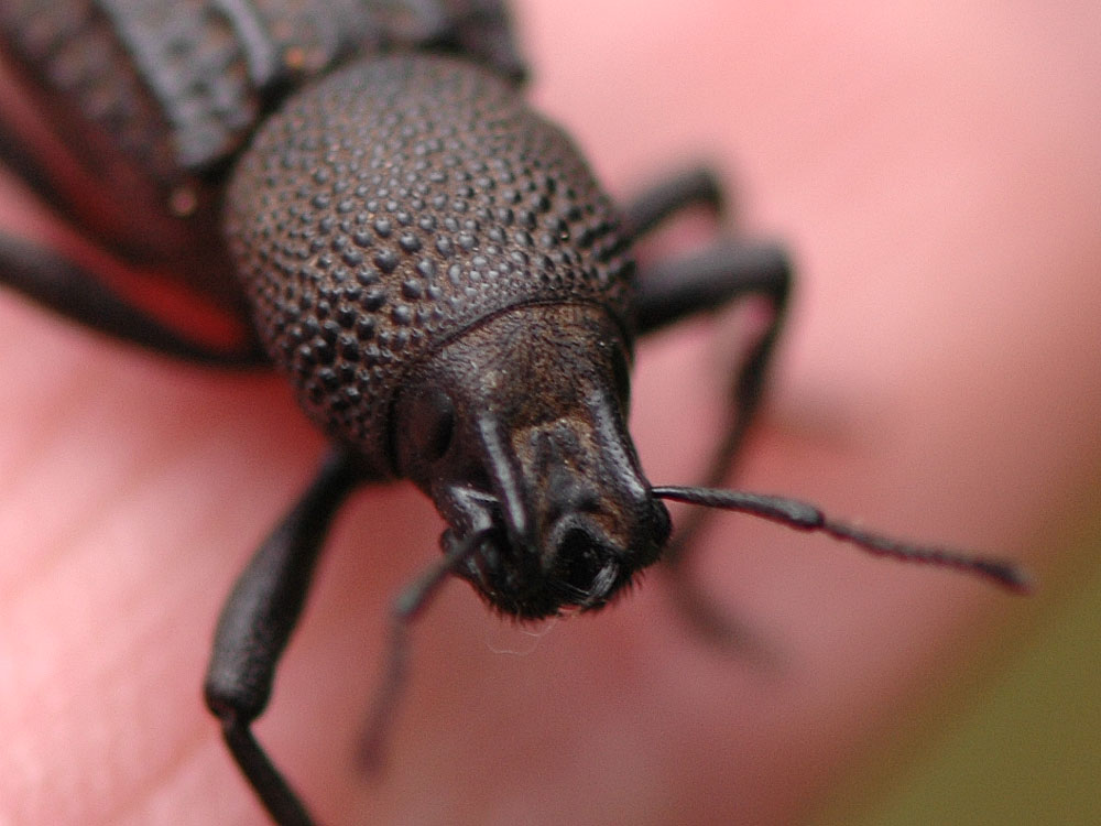 The Nature of Robertson: A bulldozer of the Insect World