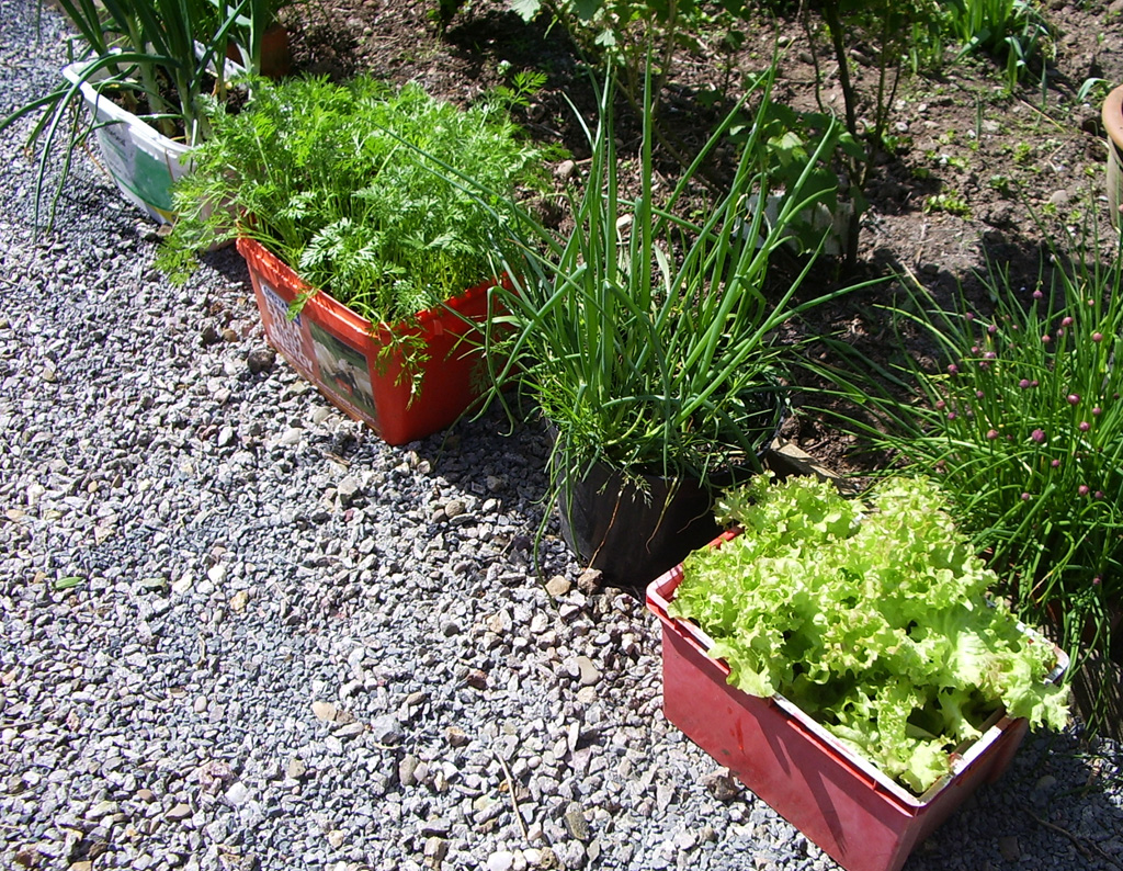 the recycled gardener: container growing