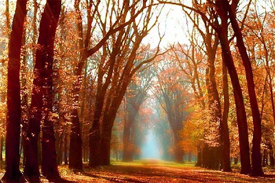 vive-raja: sowar jamila