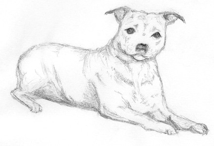 Wanderings: staffy sketch