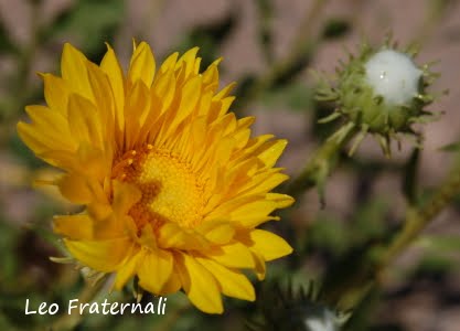 Flores de Paso Córdoba: Grindelia chiloensis - BOTON DE ORO