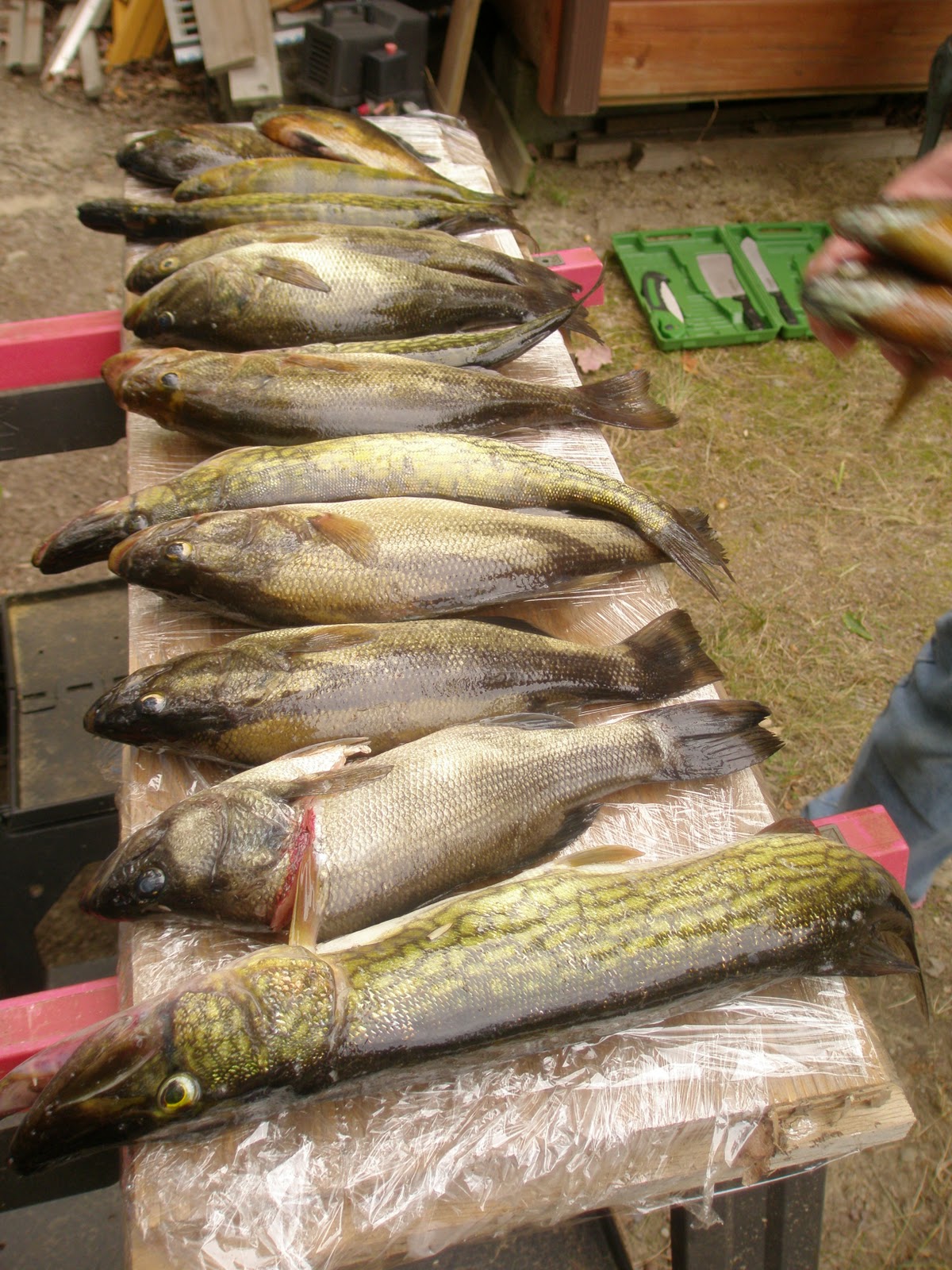 Russian food and recipes from all over the world: Russian fish soup (UHA)