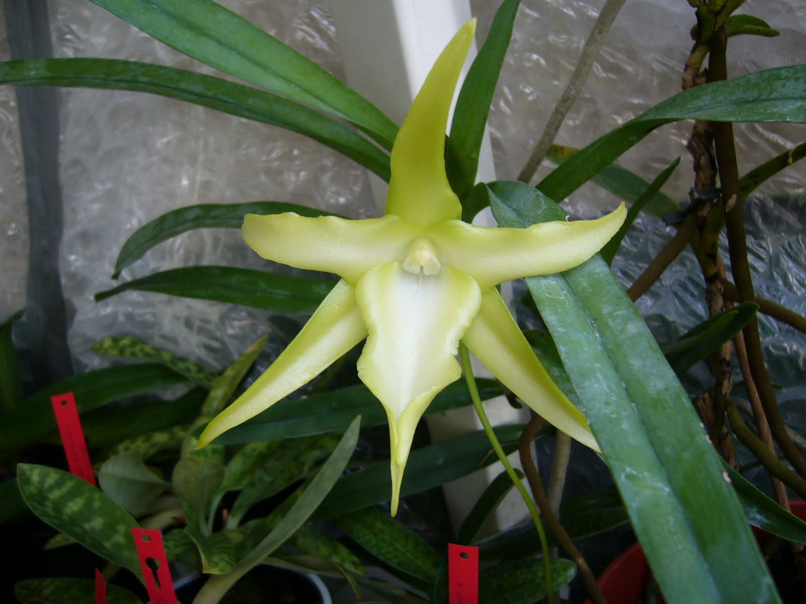 orchidofolie: Angraecum bosseri