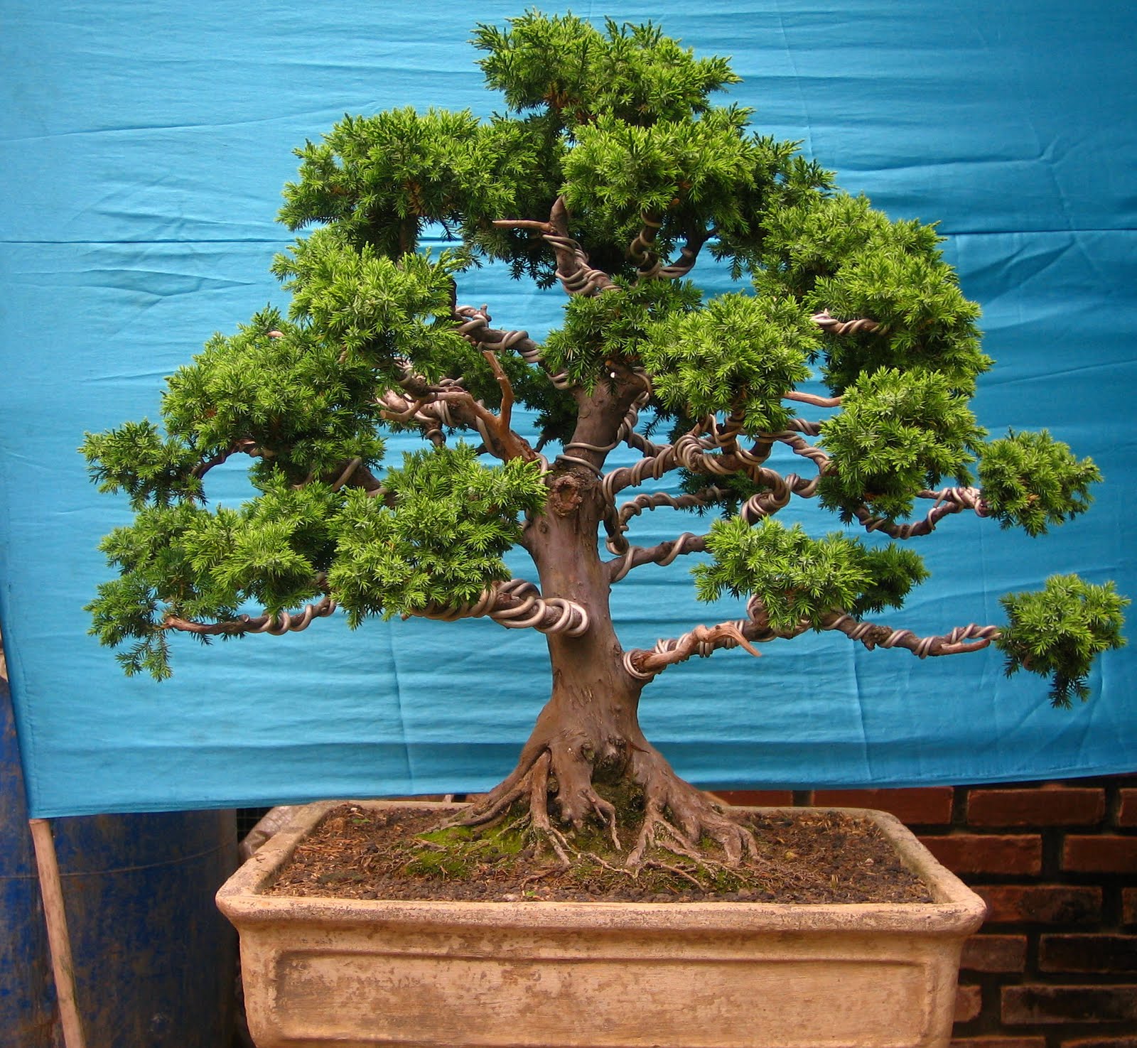 Asep Suwarna Untold Bonsai Master: Bengkel Cemara Duri