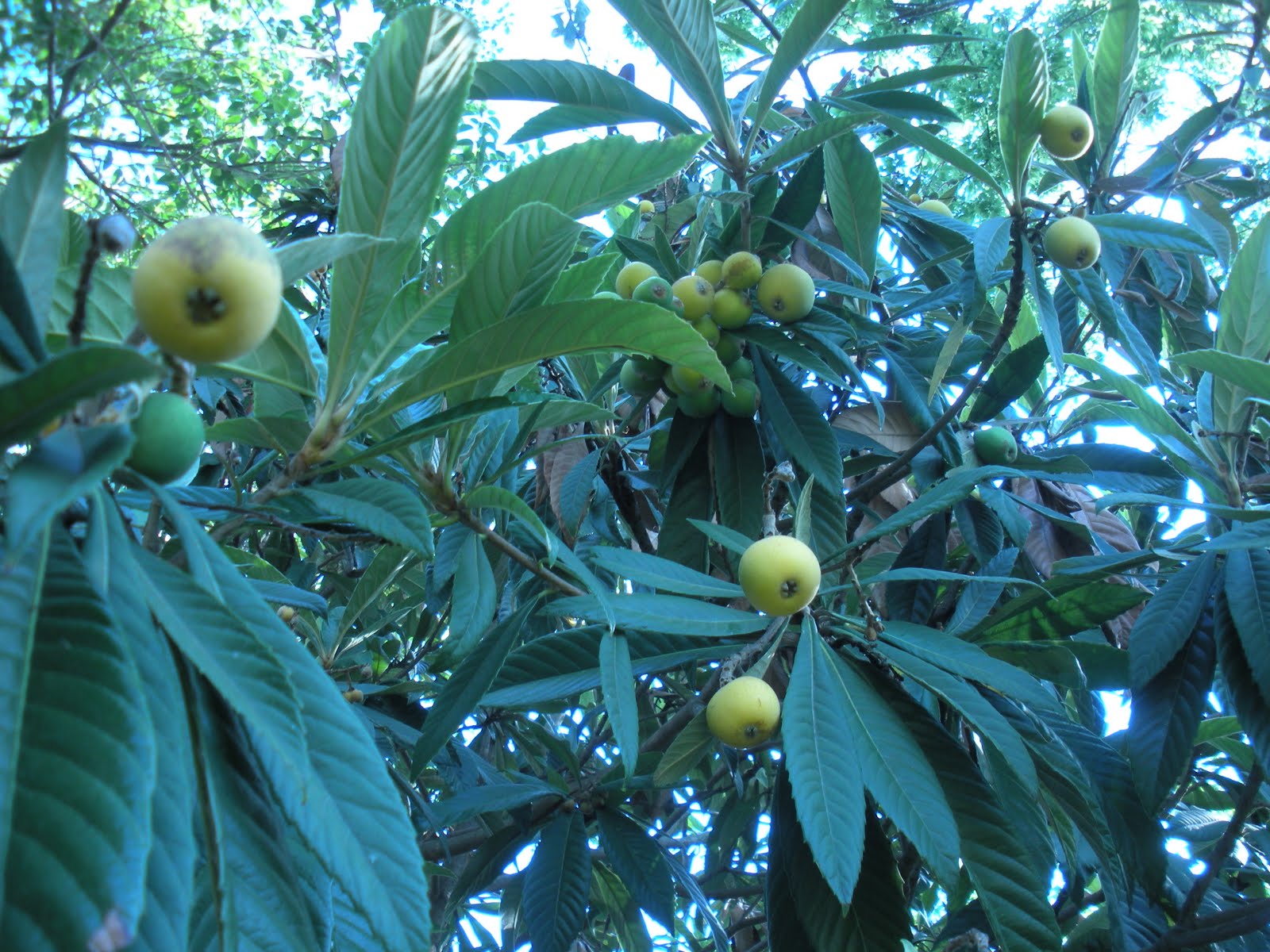 Whole Fish: Top Secret Locale: H-Town Loquats