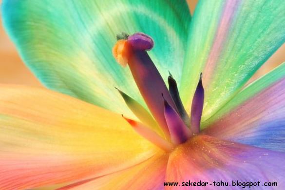 Bunga cantik dengan corak warna Pelangi | Sekedar Tahu