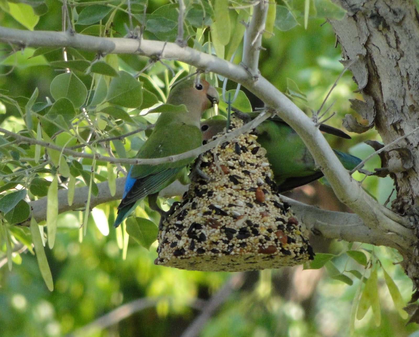Phoenix Daily Photo: Attracting the wild love birds