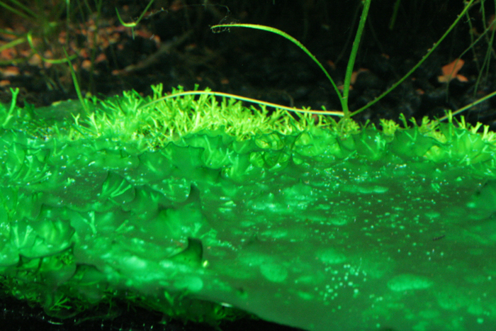 www.iamjasim.blogspot.com: Aquarium Freshwater Algae