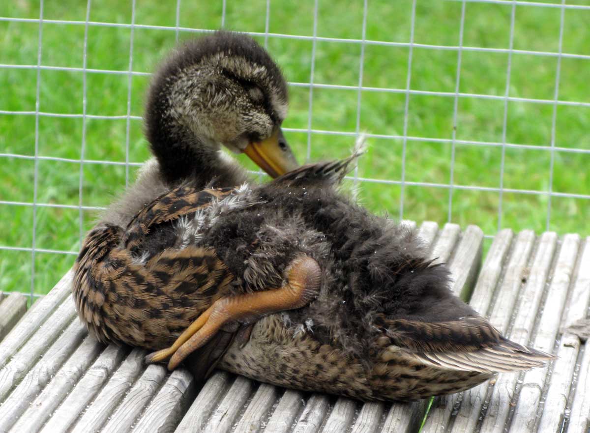 six little ducks: preening poses