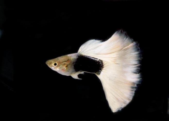 Jabra's Fancy Guppies: Updated Guppy Strains List
