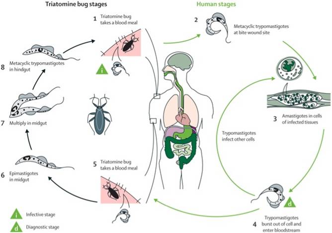 BIOQUIMICA - FARMACIA: Manejo médico de pacientes con tripanosomiasis ...