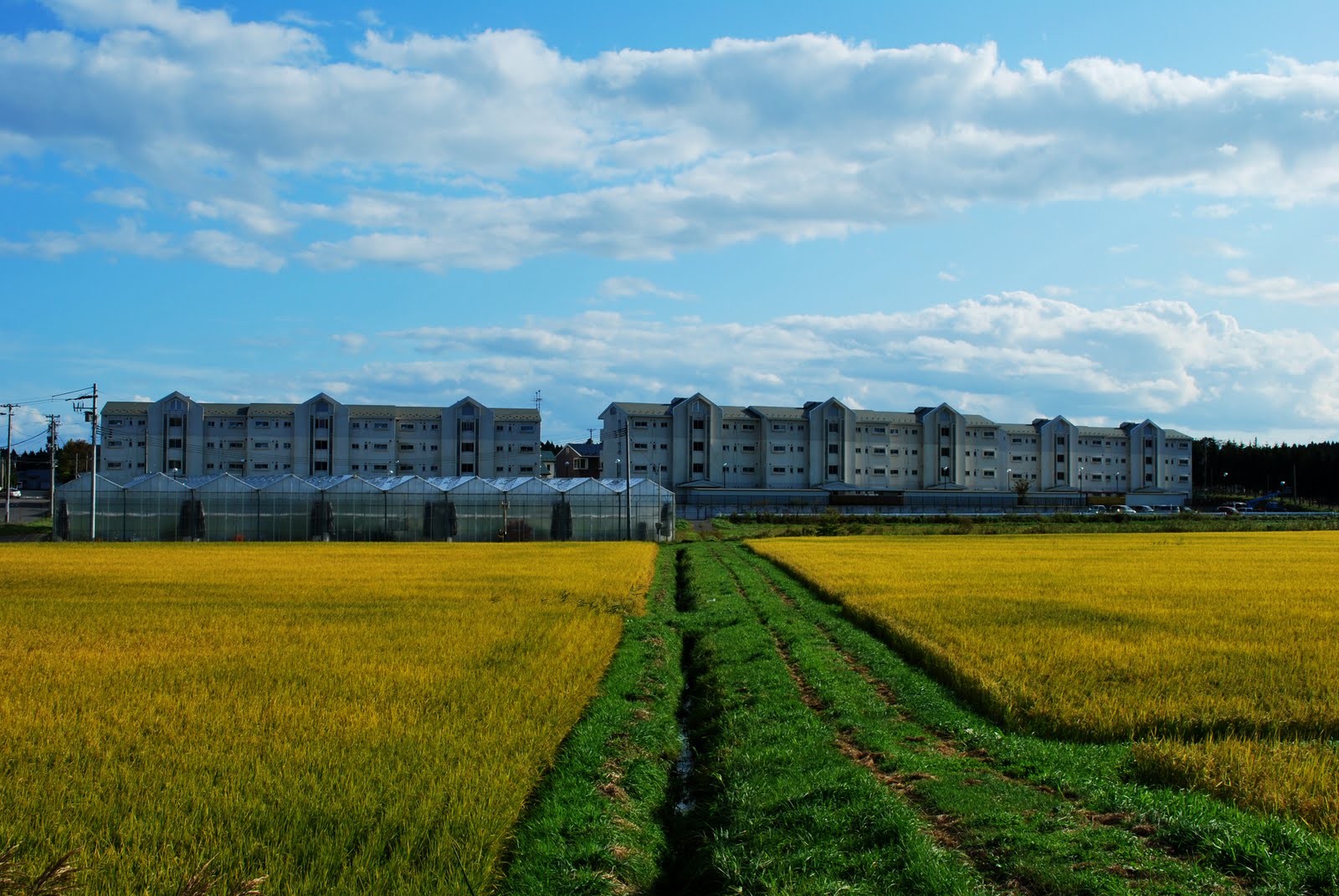 TRAVELOG: Rice Fields