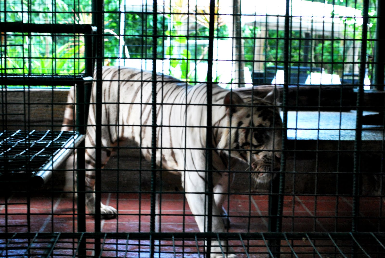 TRAVELOG: Zoobic Safari, Subic Philippines