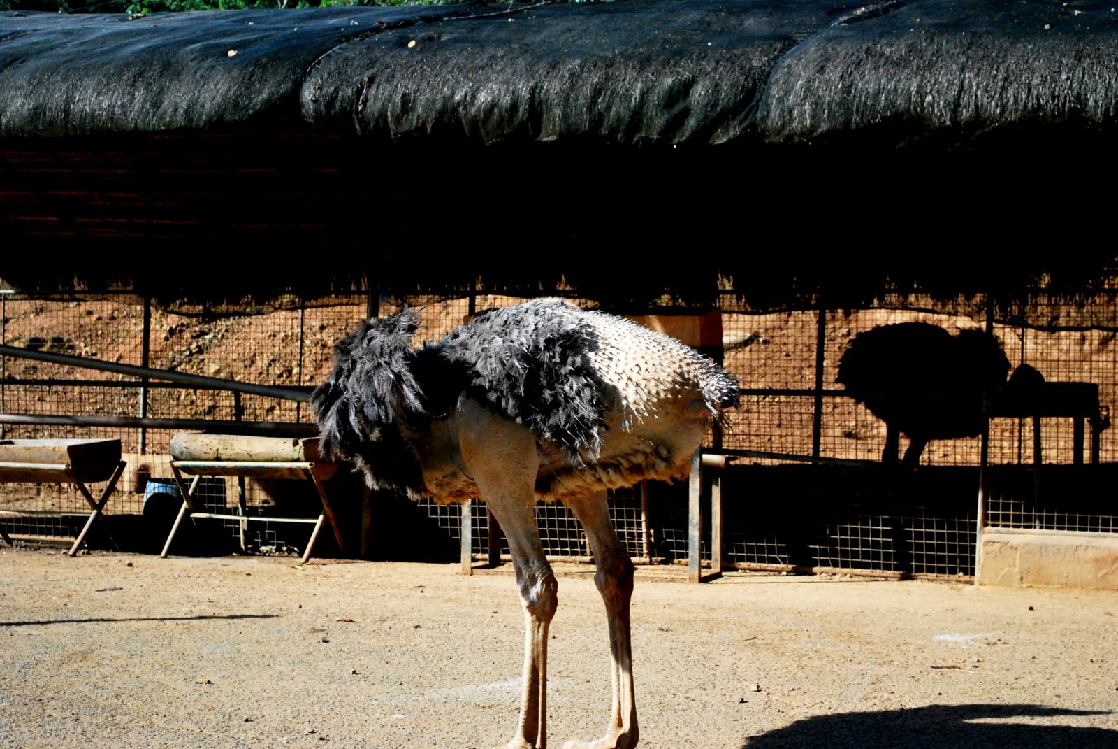 TRAVELOG: Zoobic Safari, Subic Philippines