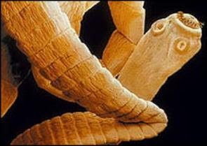 CICLO VITAL DE LA TENIA: TENIA SOLITARIA