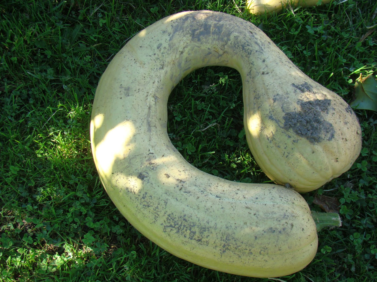 Ewe and Eye: Squash, squash and more squash