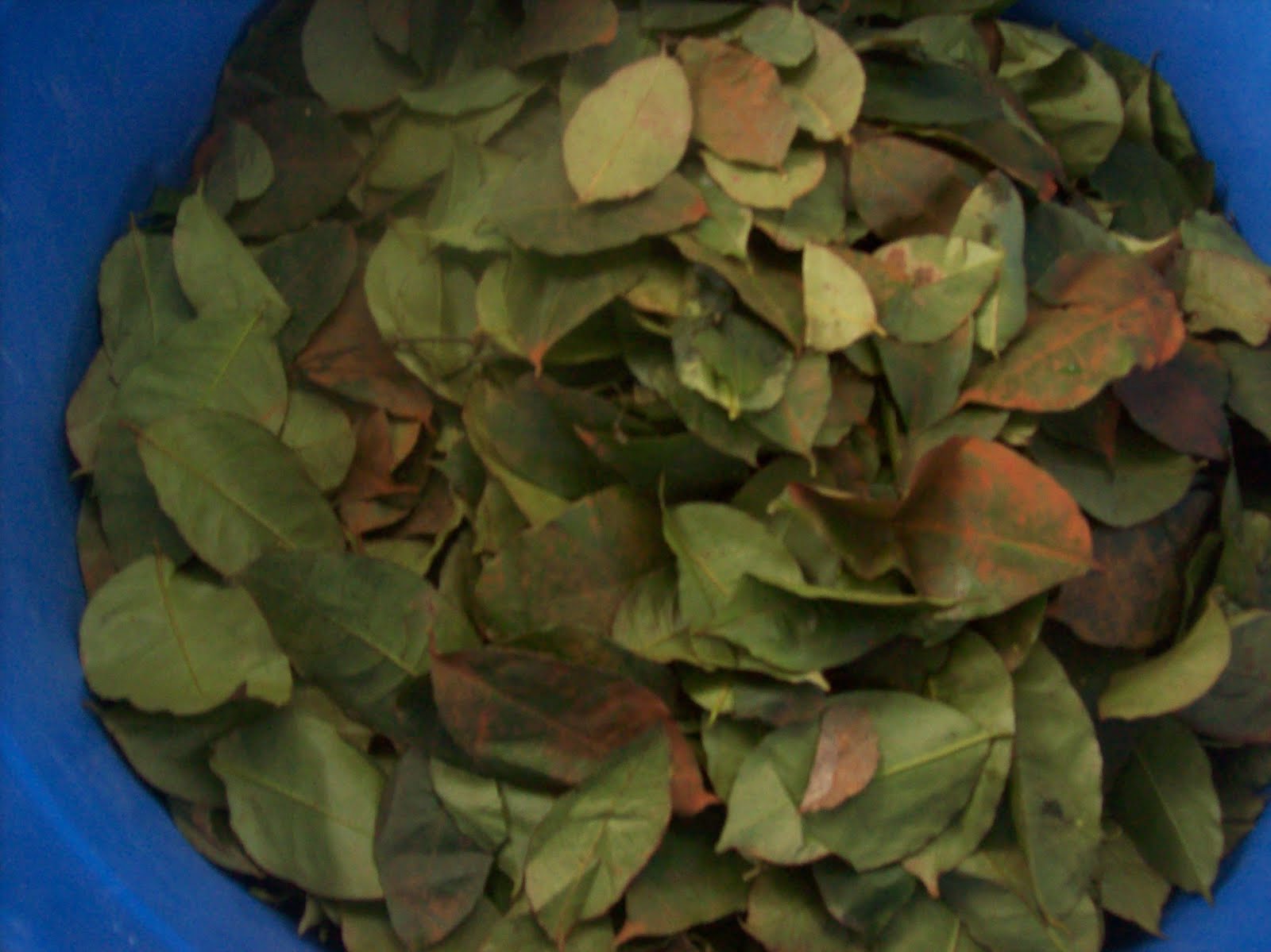 Agric. Products in Lagos Markets.: Article 57: The "Afang" Vegetable