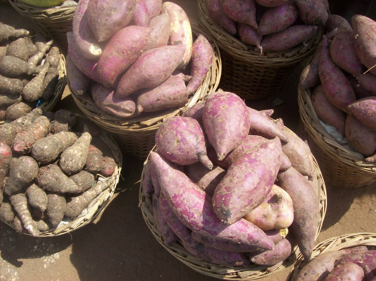 Agric. Products in Lagos Markets.: Article 64: "Odunkun"- The "Lesser Yam"