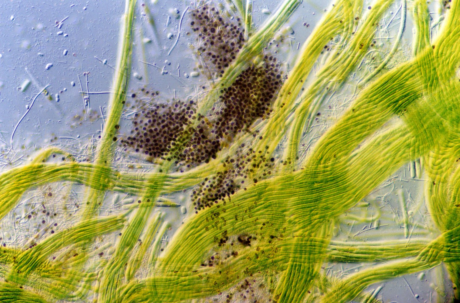 La lectora corrent: La biodiversitat invisible