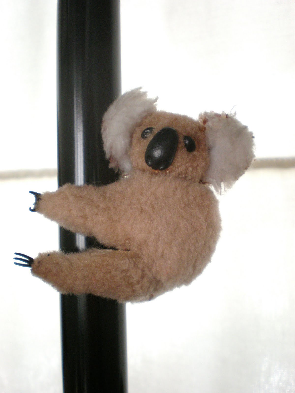 La lectora corrent: El coala