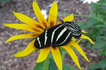 Butterfly House at the Nature Center - San Marcos Greenbelt Alliance