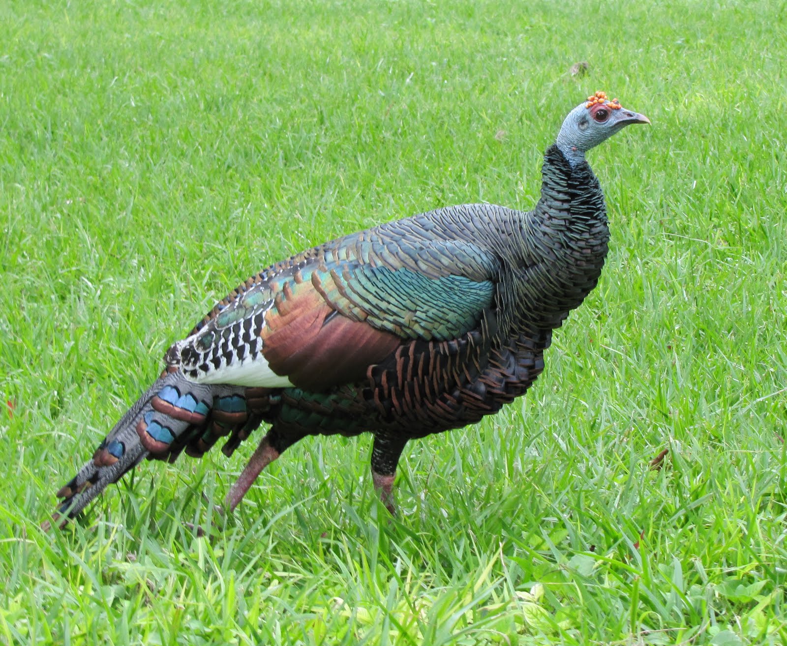 Birders Without Borders: Ocellated Turkey