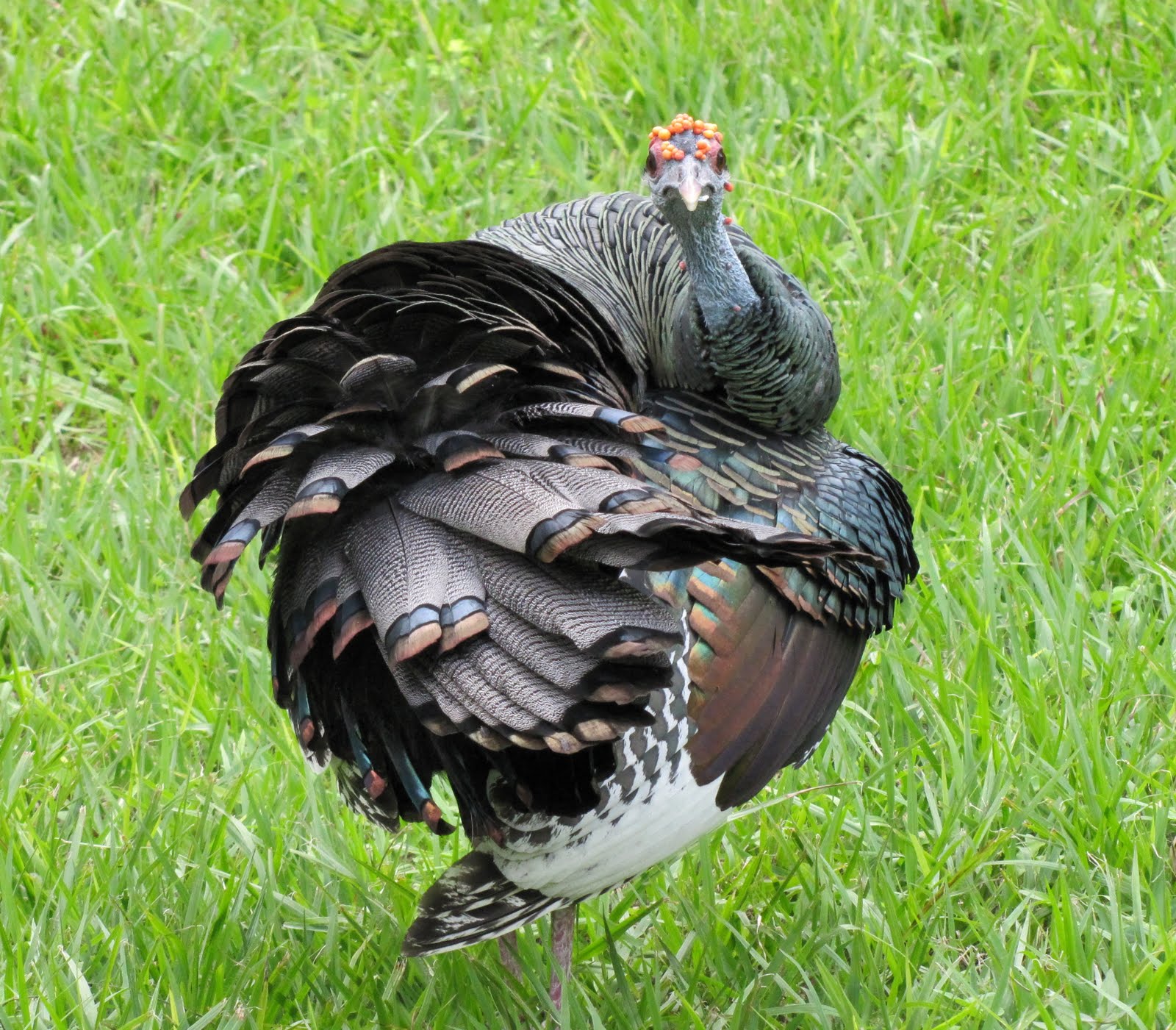 Birders Without Borders: Ocellated Turkey