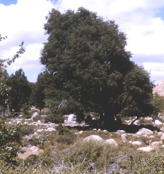 Nothofagus antartica , nombre común o vulgar Ñire, Ñirre (chile ) otros ...