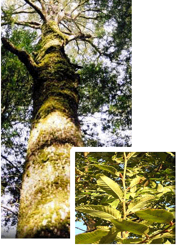 Nothofagus antartica , nombre común o vulgar Ñire, Ñirre (chile ) otros ...