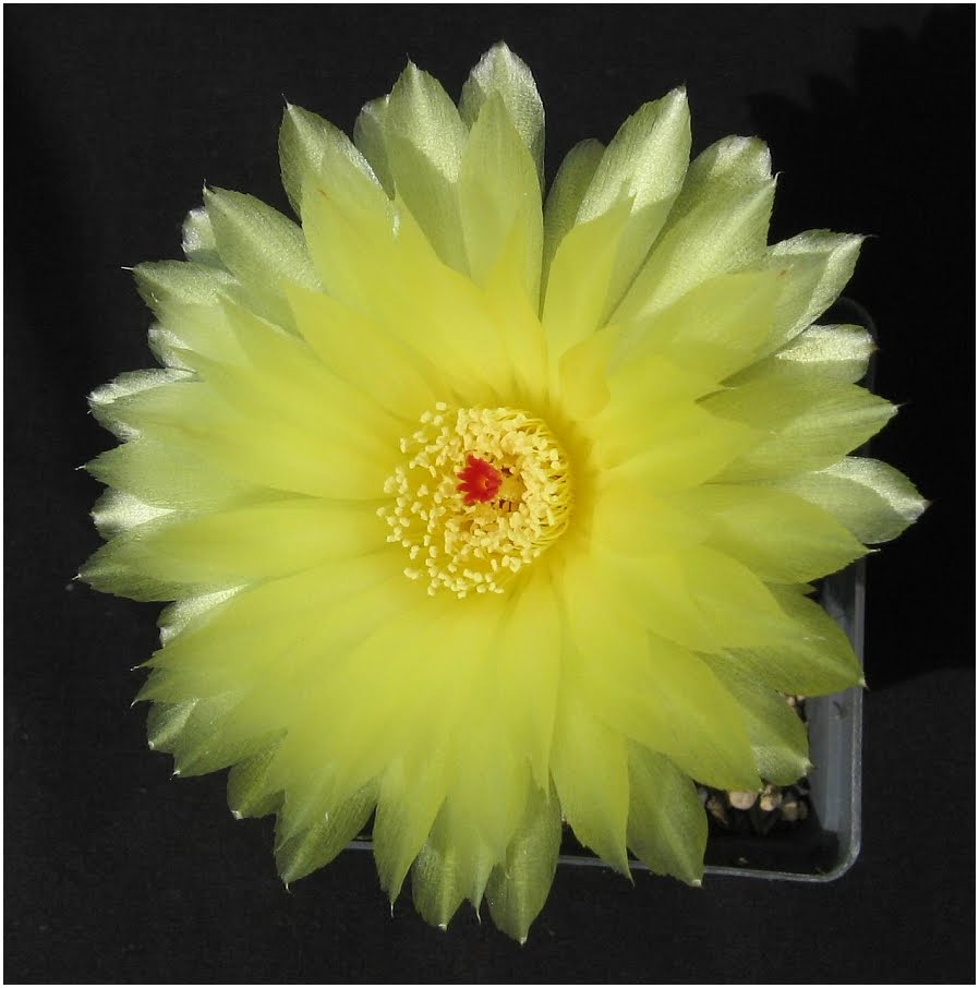 Notocactus ottonis , nombre común o vulgar Notocactus : El Mundo y sus ...