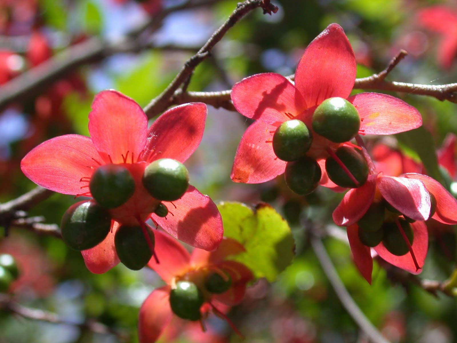 Ochna nombre común o vulgar Ochna , Planta de Mickey Mouse , Planta ...