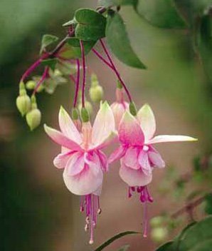 Fuchsia , nombre común o vulgar Fucsia; Aljaba; Aljava; Flor de arete ...