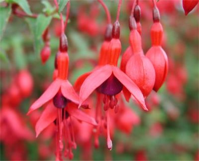 Fuchsia , nombre común o vulgar Fucsia; Aljaba; Aljava; Flor de arete ...