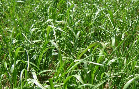 Lolium perenne , nombre comun Raigrás ,Raygrass ,Rye grass perenne o ...