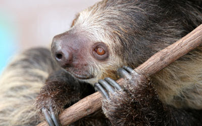 Jornal dos Bichos - Animal em Fatos, vídeos e fotos: Bicho-preguiça ...