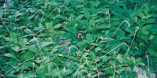 Live it don't Die it - Suncooked cuisine of de Caribbean: Gully Root