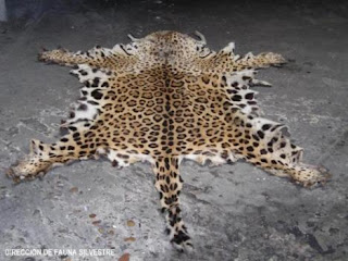 Yuki! n.n: Uso de las Pieles de Animales (Trabajo para/de Tiare de la U)