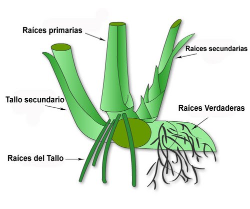 Caña de Azúcar: Generalidades