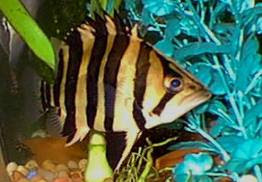 Aquarium-cichlid: Siamese Tiger Fish