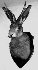 Le Lièvre Lunaire: Tératologie cuniculaire : Wolpertinger, Rasselbock ...