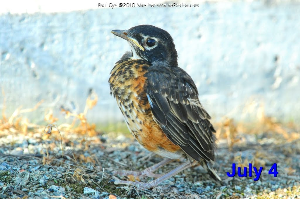 Northern Maine Birds: American Robins fledge from nest in Presque Isle