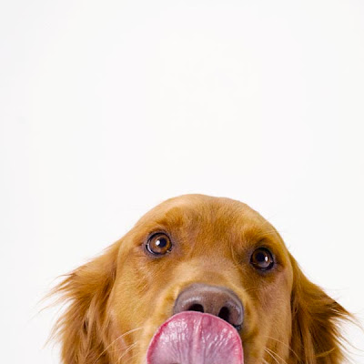 Sharon Montrose - Commercial Animal Photographer, Dog Pictures, Dog ...