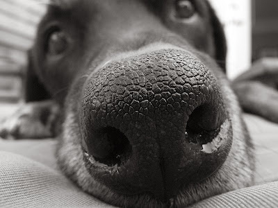 Sharon Montrose - Commercial Animal Photographer, Dog Pictures, Dog ...