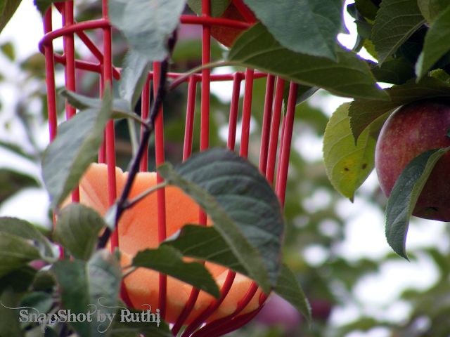 RuthinianGregoire: PYO Apple