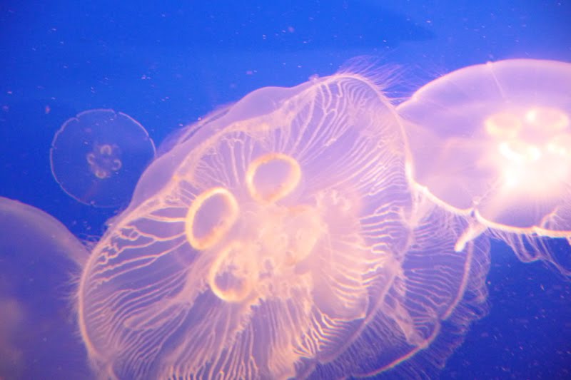 Kirsten Chursinoff: Moon Jelly Fabric