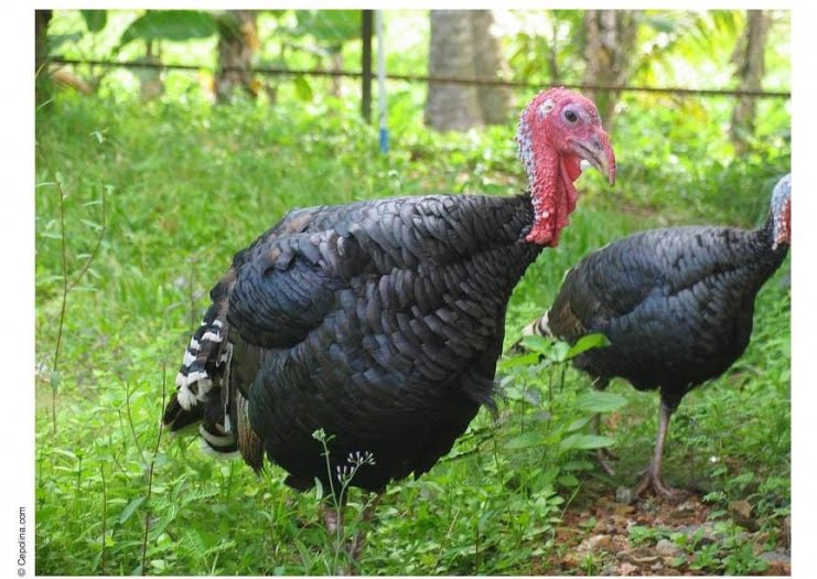 pavos: origen del pavo domèstico