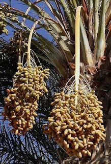 IKT i vår vardag: 2010